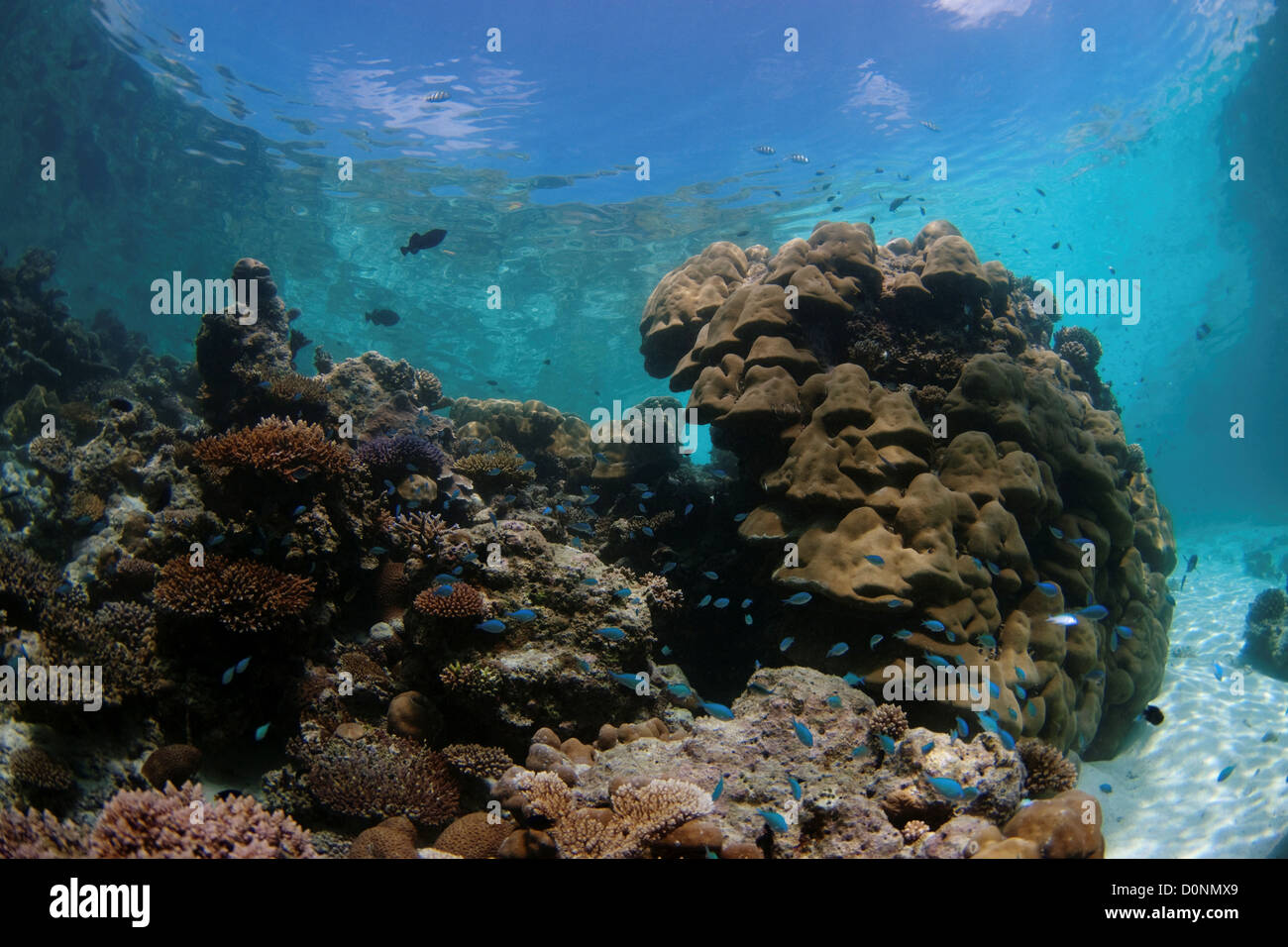 Surrounded by hard coral hi-res stock photography and images - Alamy