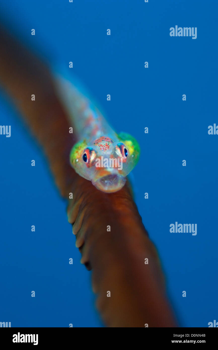 Parasites in fish hi-res stock photography and images - Alamy