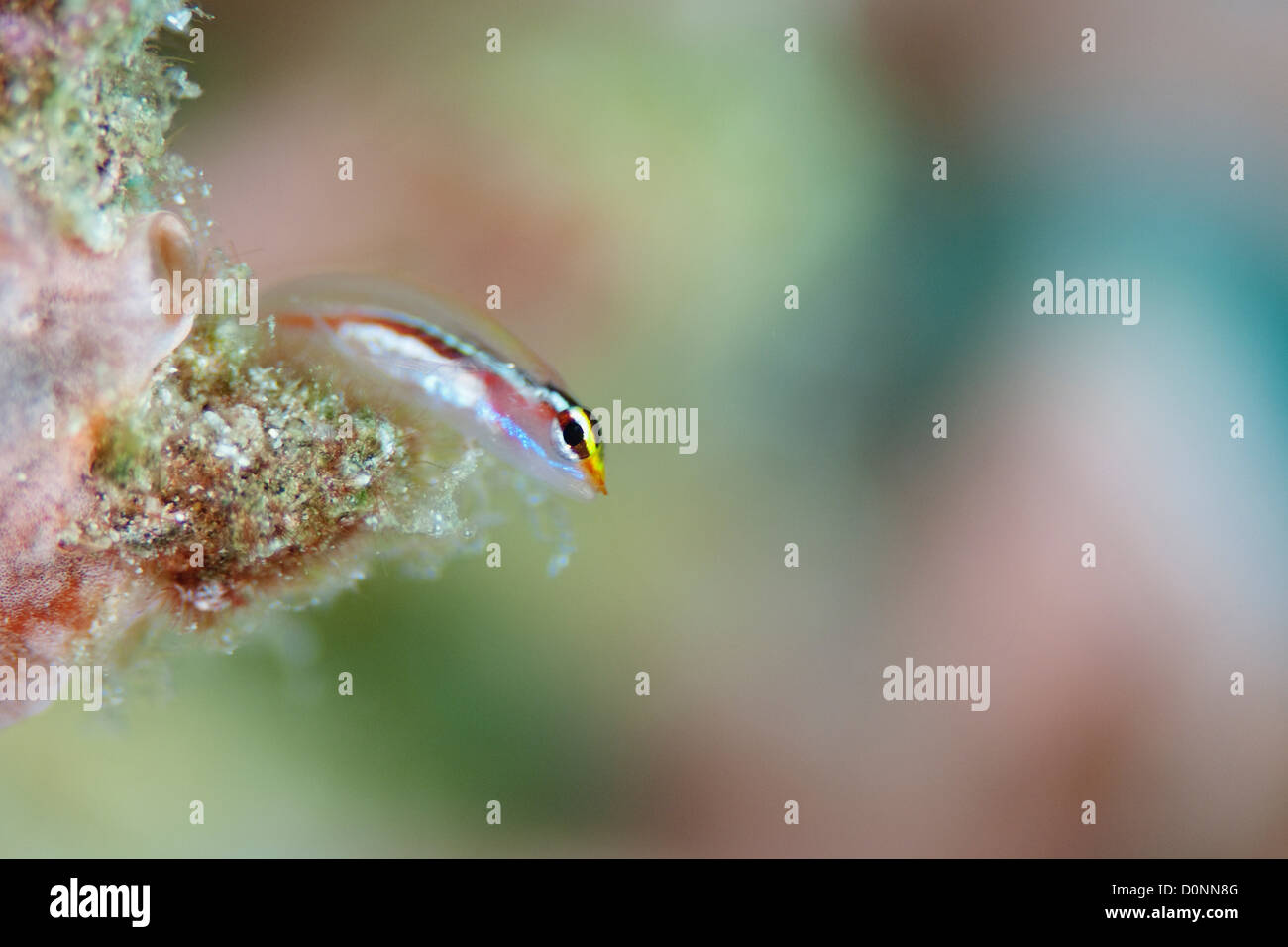 White-line Pygmy Goby, Eviota mikiae, The Maldives Stock Photo - Alamy