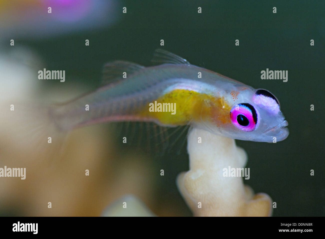 Pinkeye hi-res stock photography and images - Alamy
