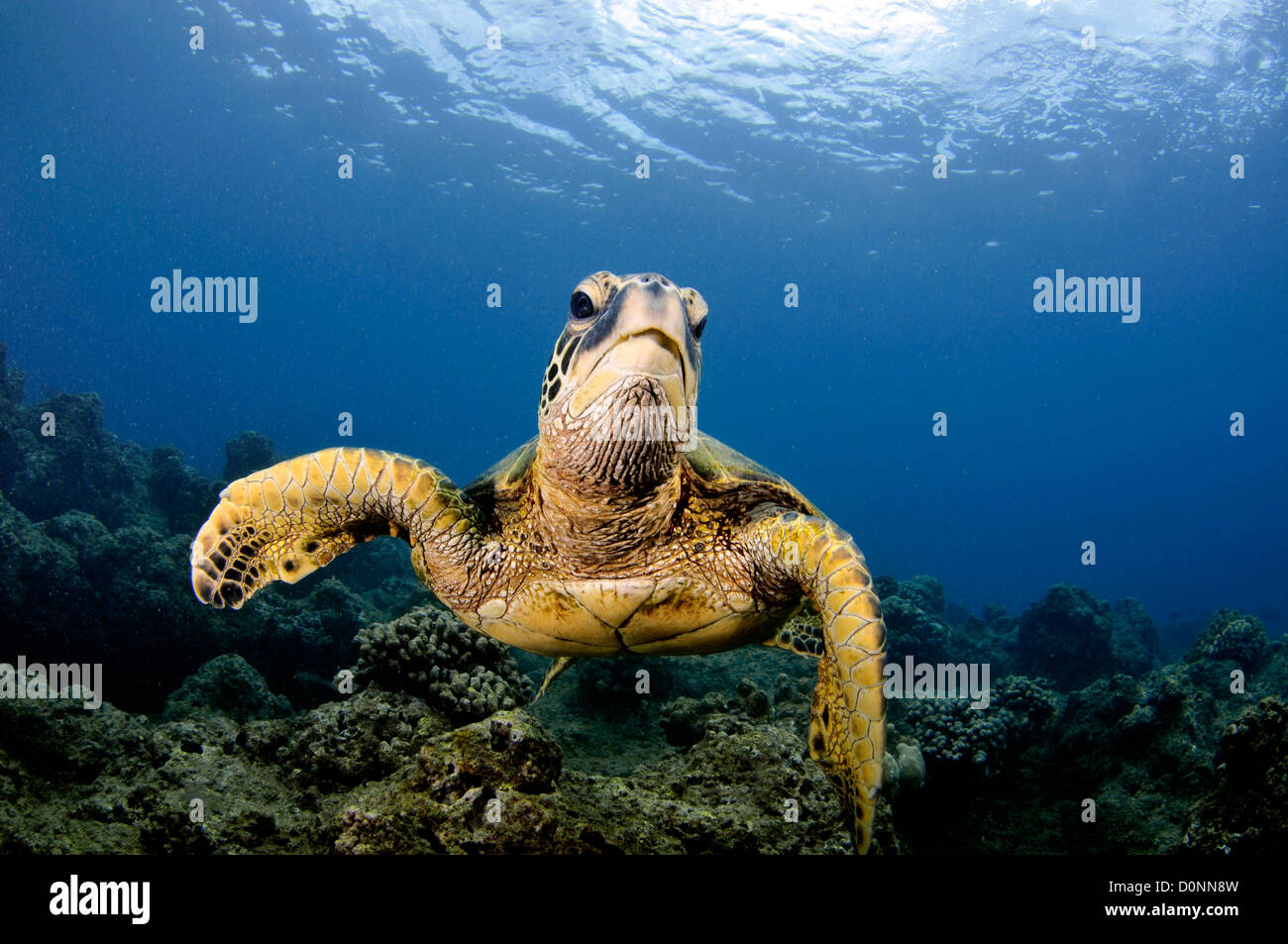Green sea turtle hi-res stock photography and images - Alamy