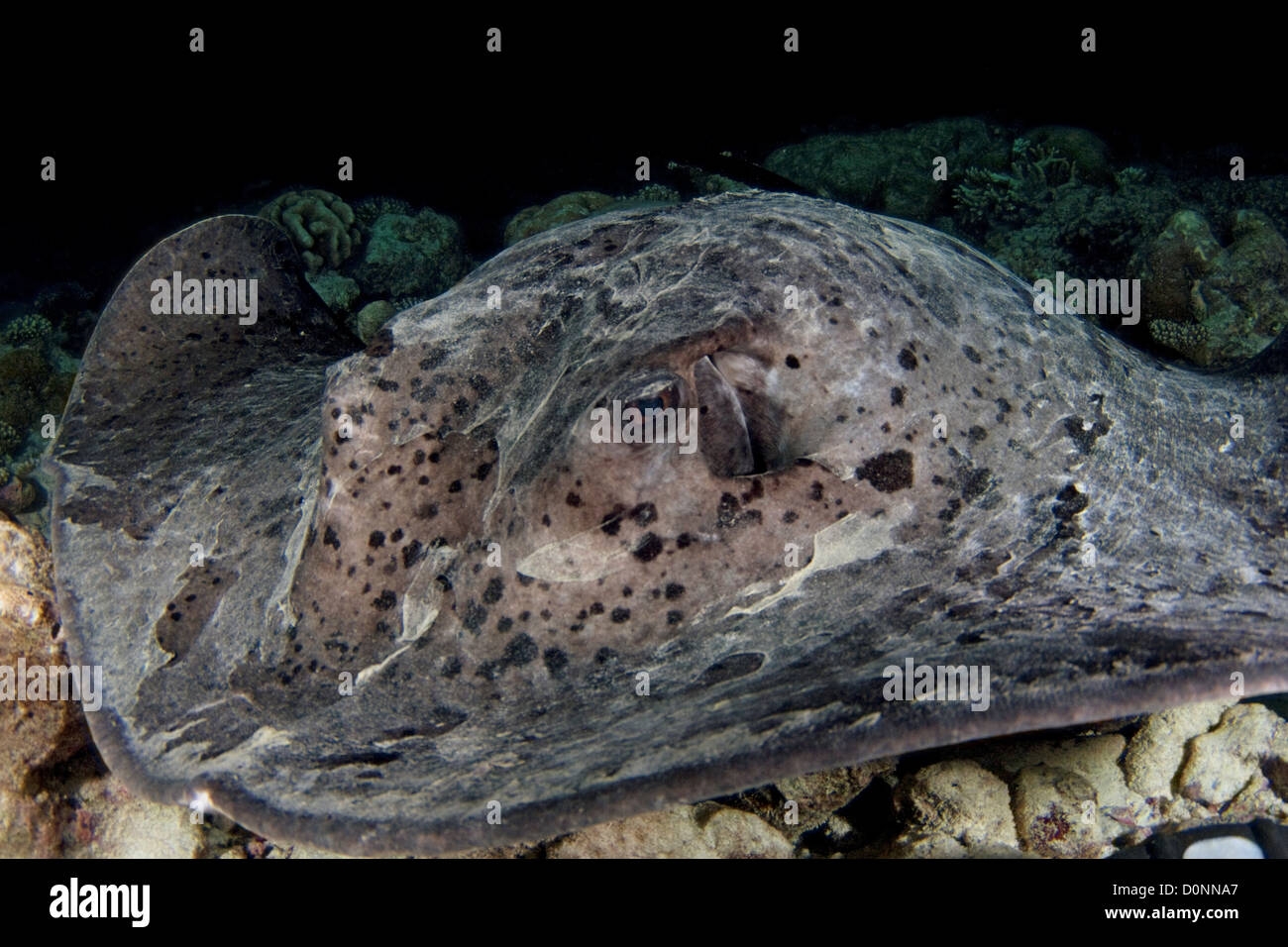 Marble Stingray, Taeniura meyeni, The Maldives Stock Photo - Alamy