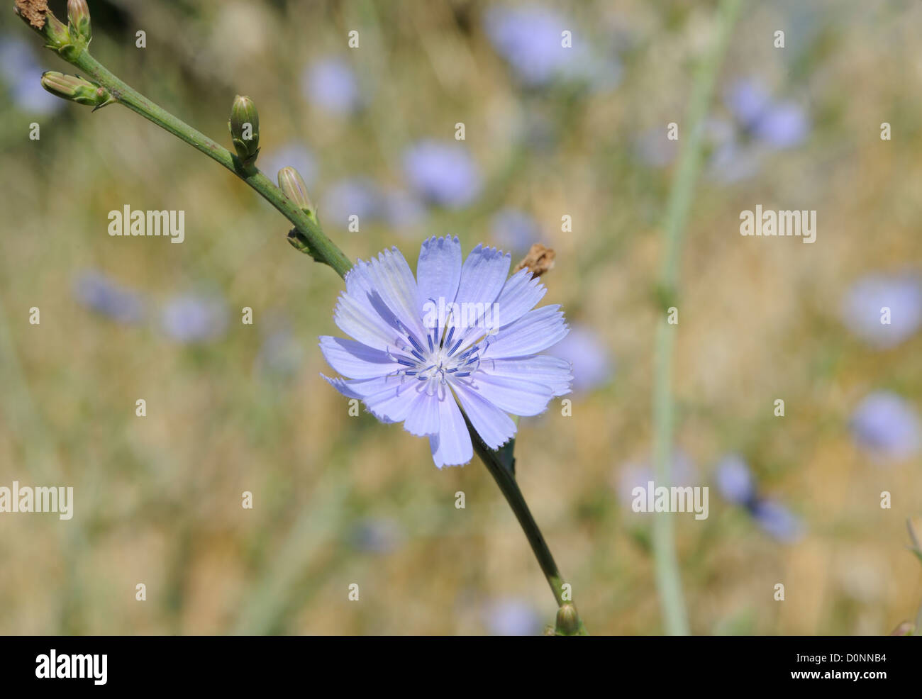 Lilac coloured flower of a Lactuca species (perennis?) growing in an ...