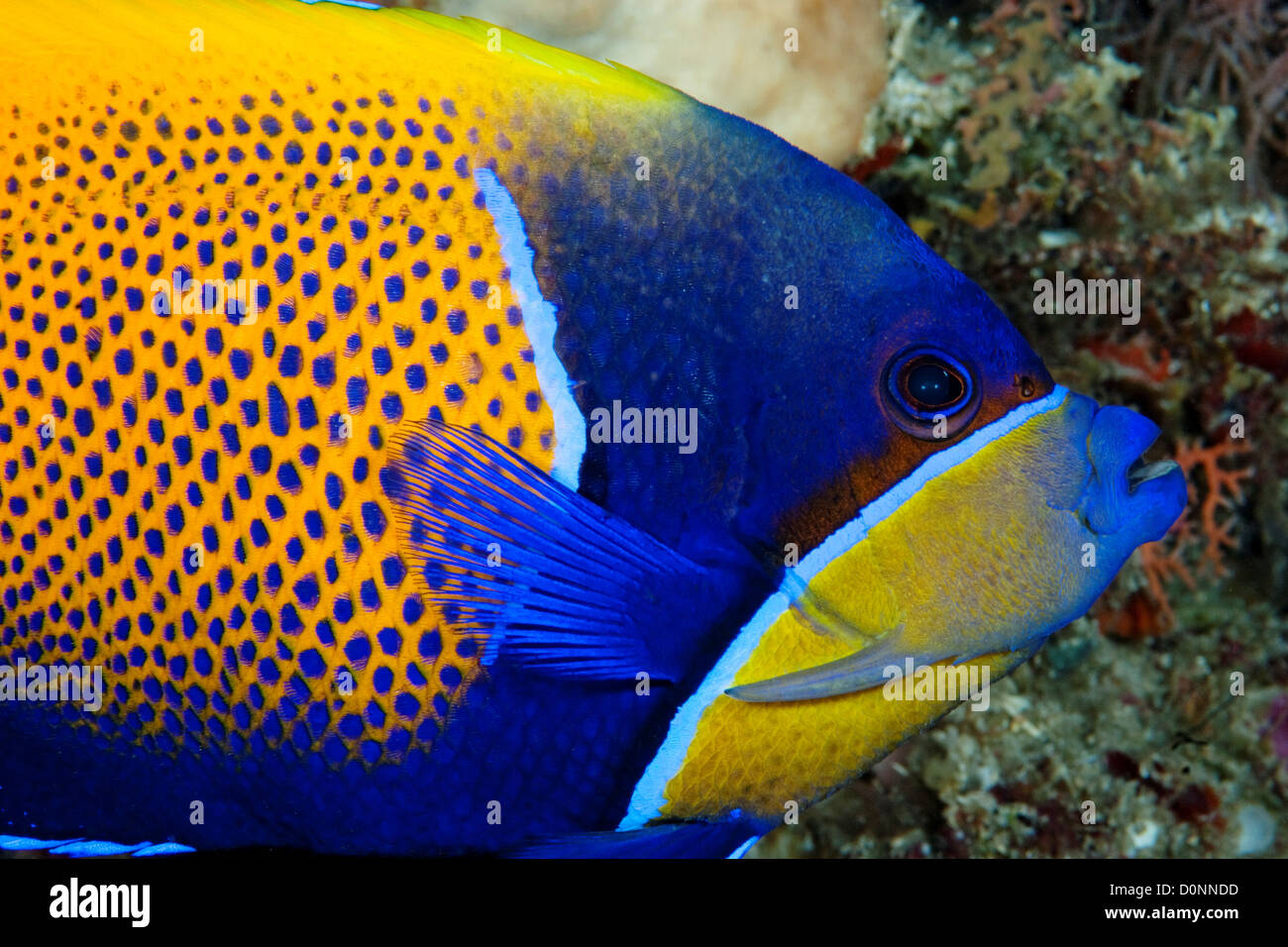 Portrait of Blue Girdled Angelfish, Pomacanthus navarchus, Manado ...