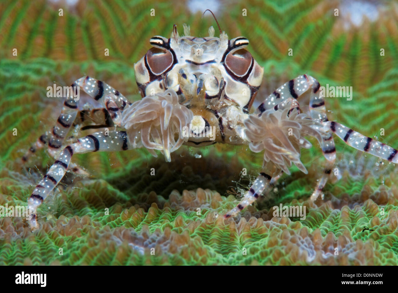 Boxer Crab, Lybia tesselata, with anemones on claws for defense, Manado ...