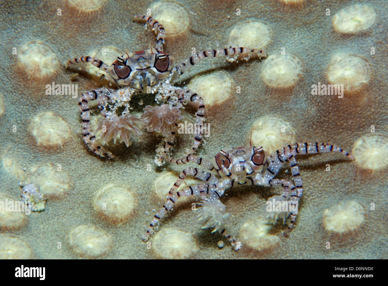 Boxer crab anemone hi-res stock photography and images - Alamy
