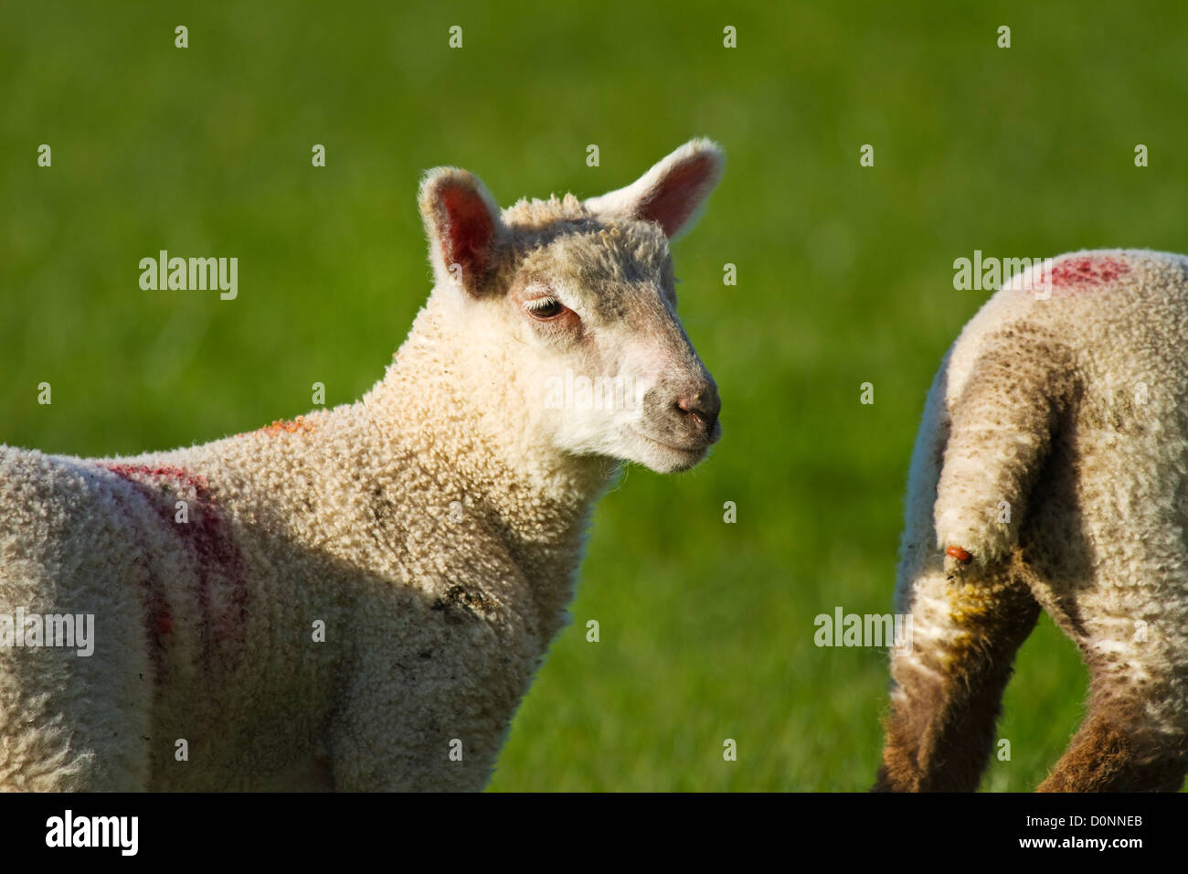 Lambs in Spring Stock Photo - Alamy