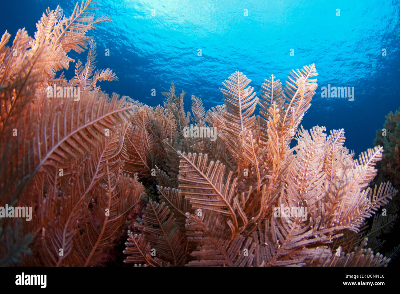 Stinging Hydroid High Resolution Stock Photography and Images - Alamy