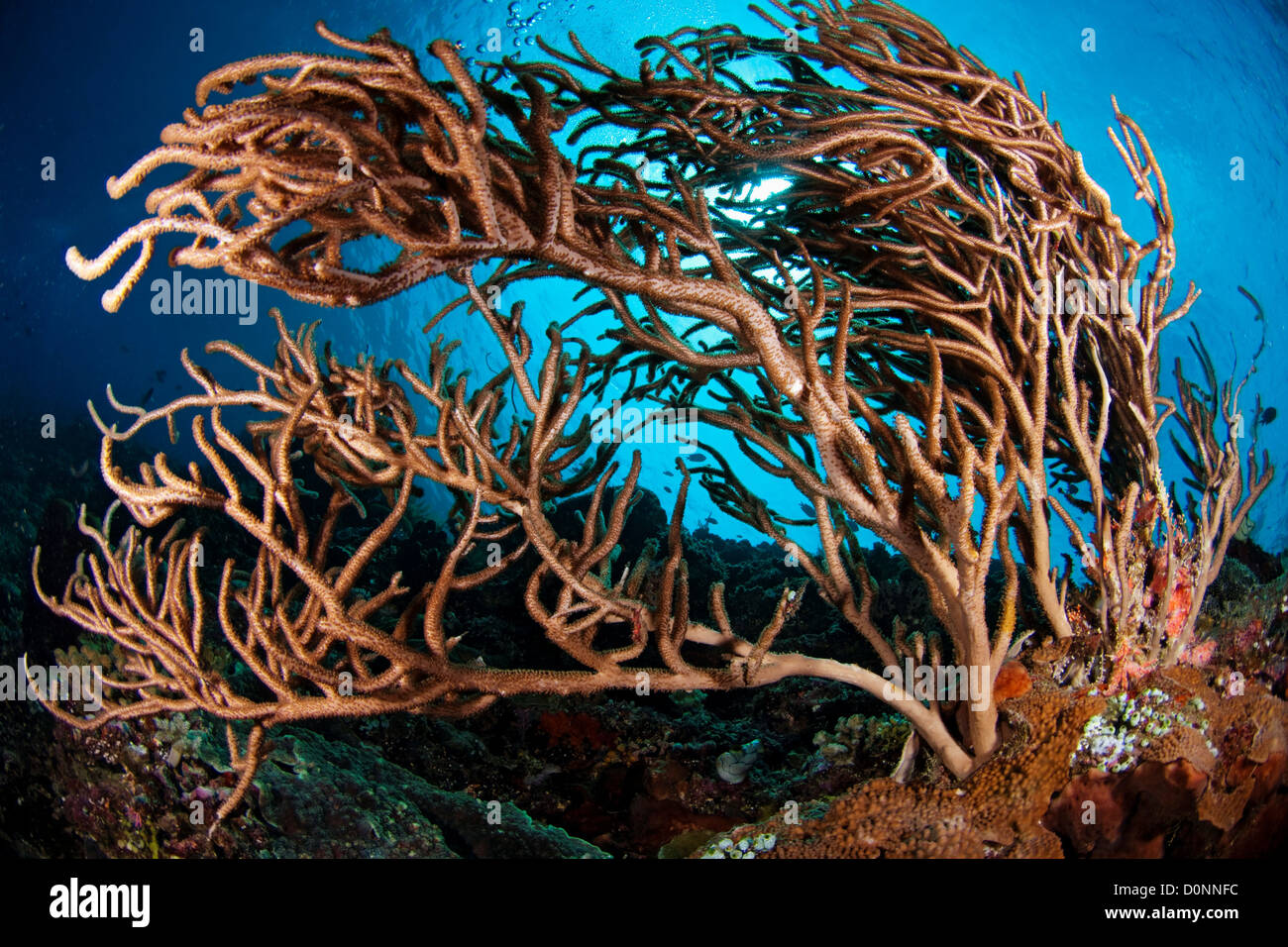 Sea Fan, Rumphella sp, Manado, Sulawesi, Indonesia Stock Photo - Alamy