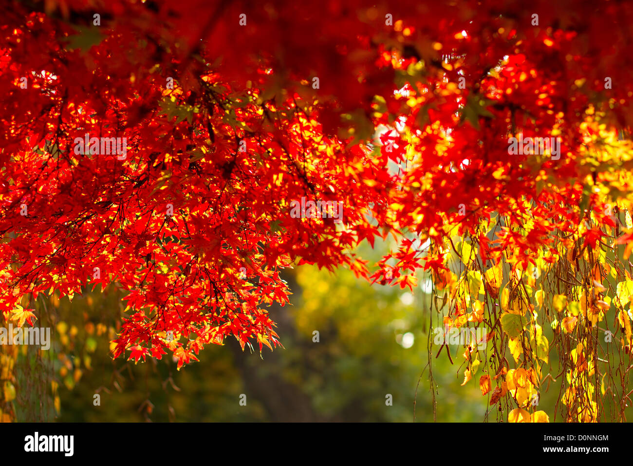 Wonderful autumn tree Stock Photo - Alamy