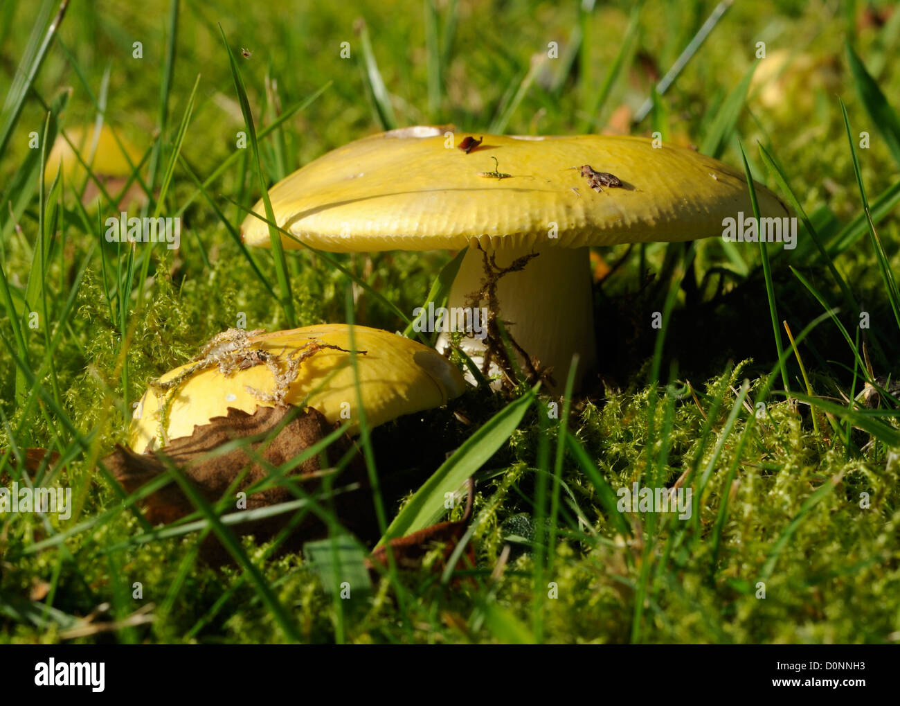 Toadstools in grass hi-res stock photography and images - Alamy