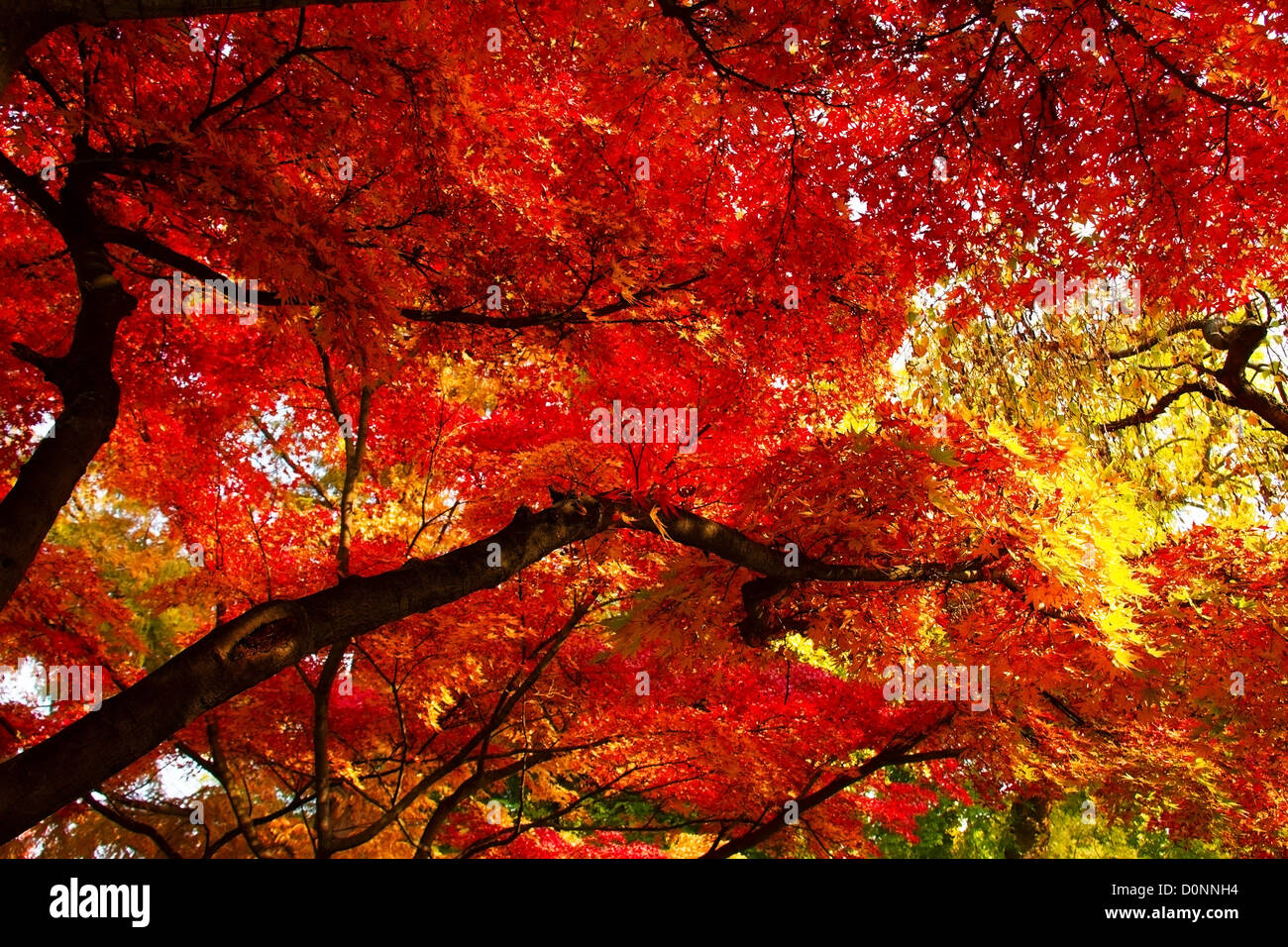 Wonderful autumn tree Stock Photo - Alamy