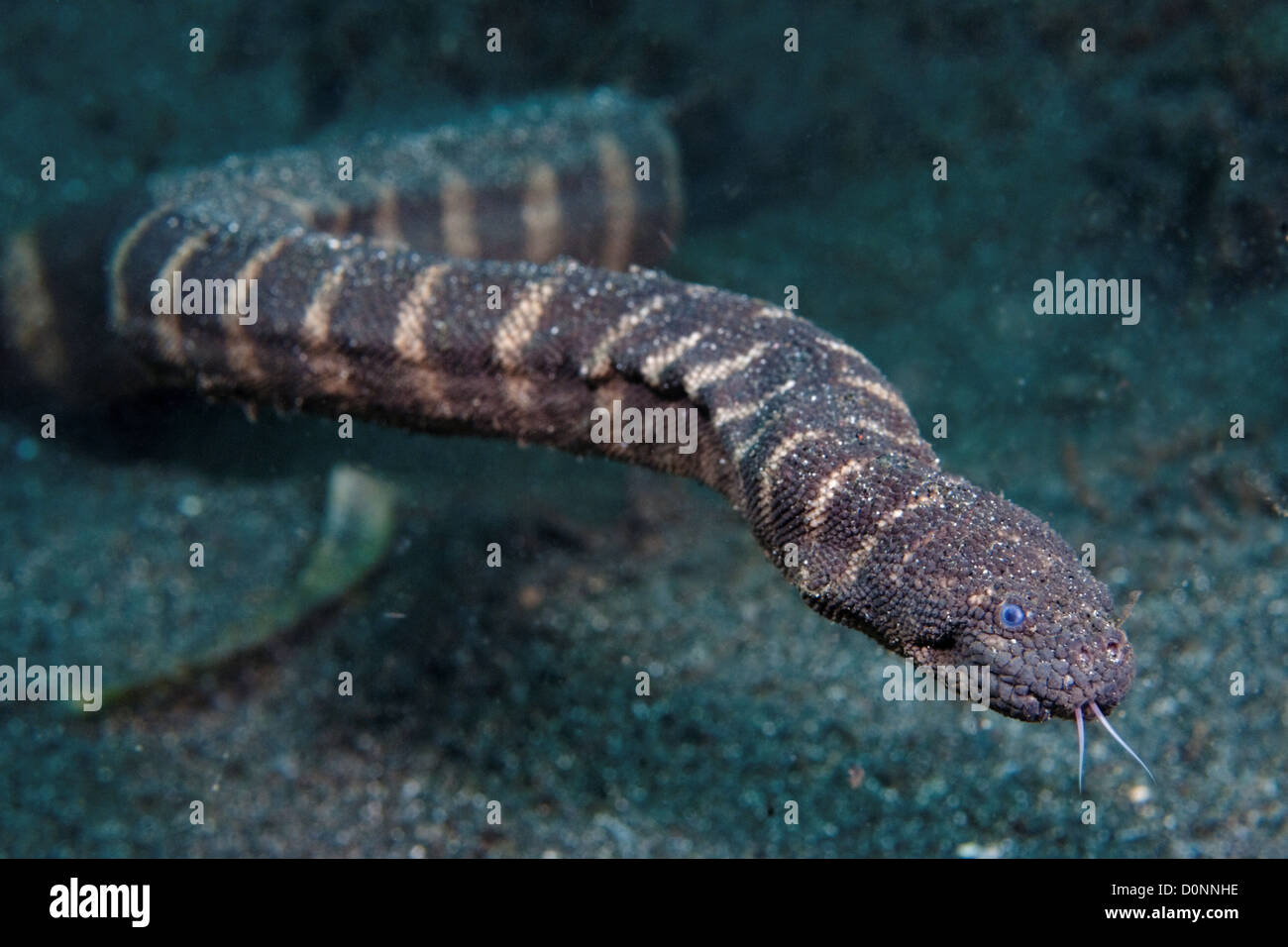 Marine file snake acrochordus granulatus hi-res stock photography and ...
