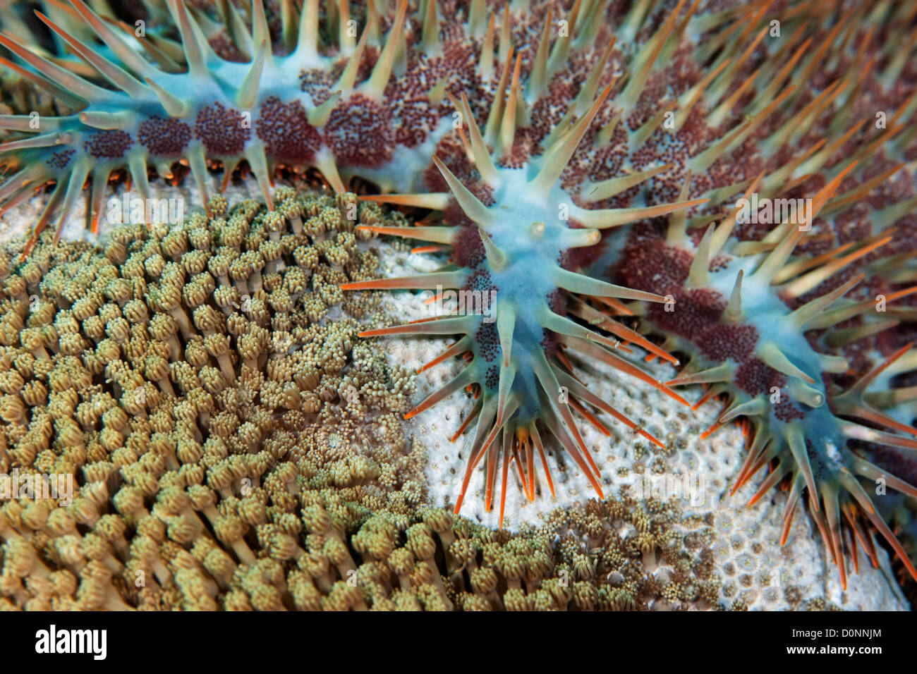 Crown Of Thorns Starfish Eating Coral