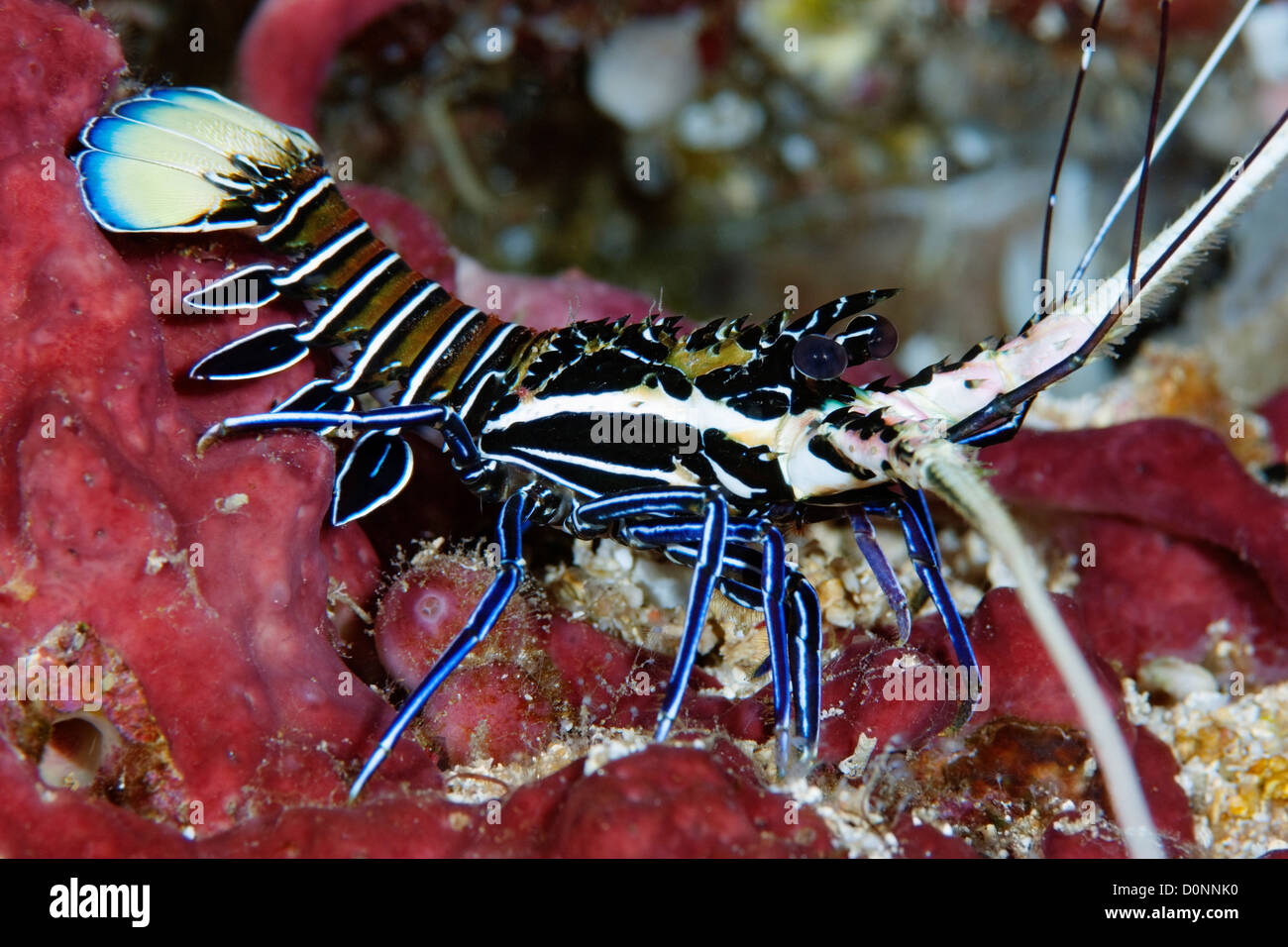 Painted Crayfish, Panulirus versicolor, Manado, Sulawesi, Indonesia ...