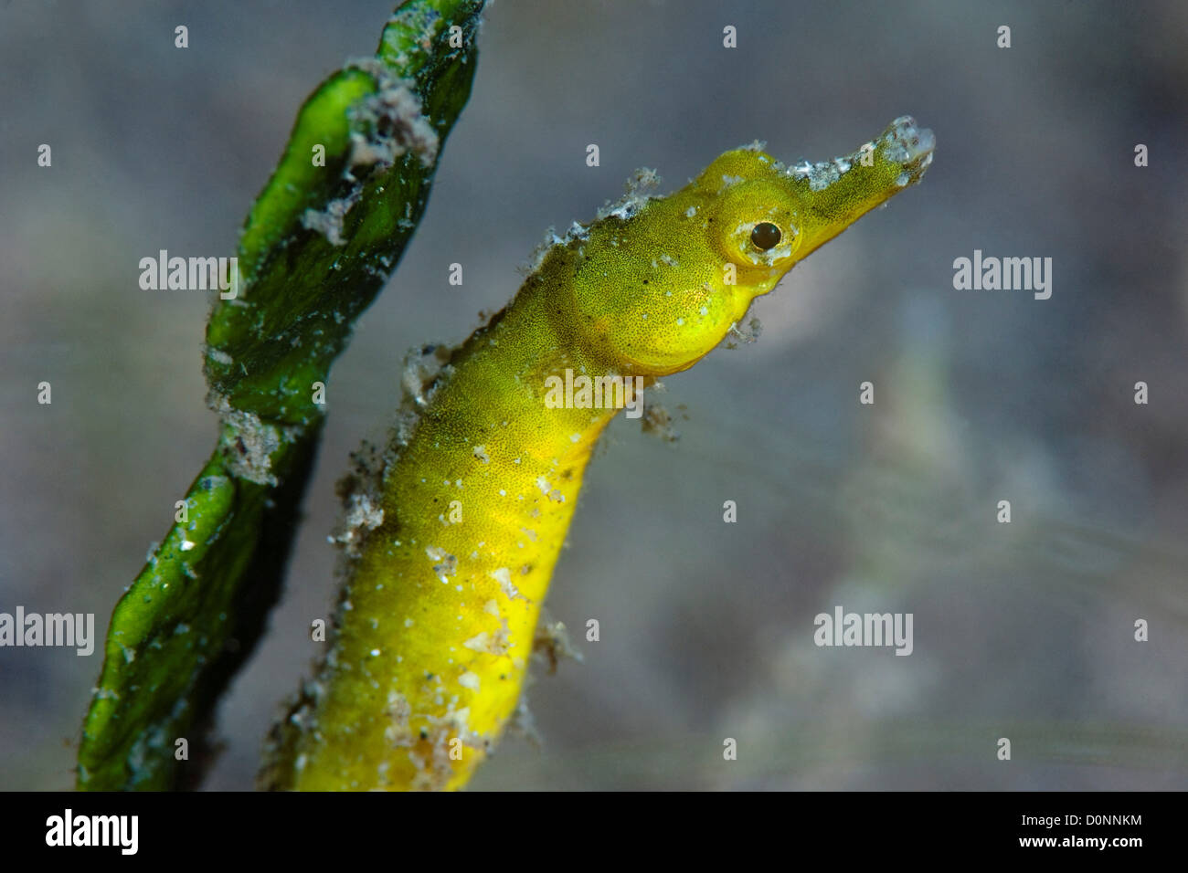 Pygmy pipefish hi-res stock photography and images - Alamy