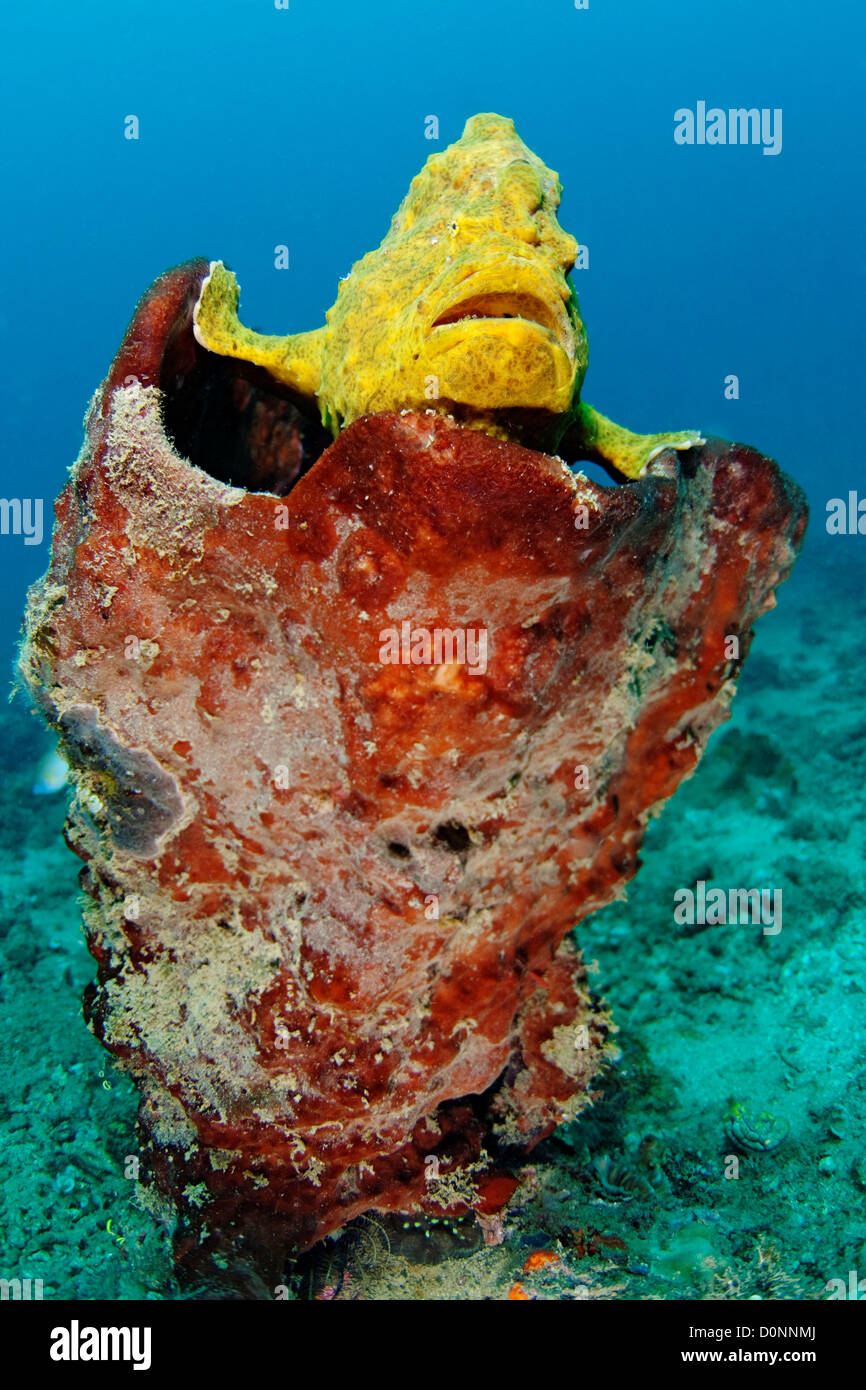 Giant Frogfish, Antennarius commersoni, sits in a barrel sponge, Manado ...