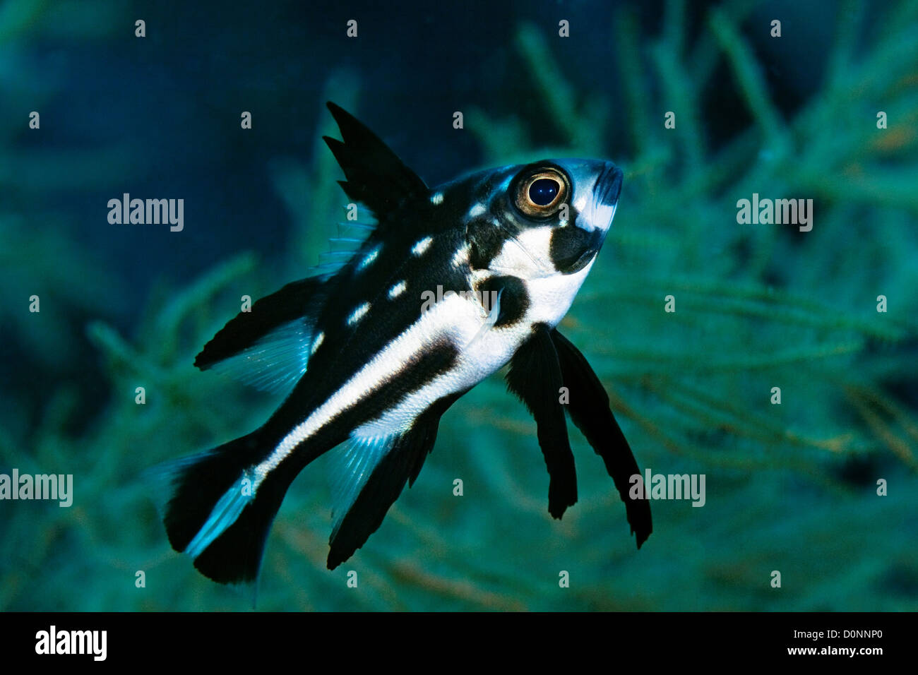 Juvenile Midnight Snapper, Macolor macularis, Manado, Sulawesi ...