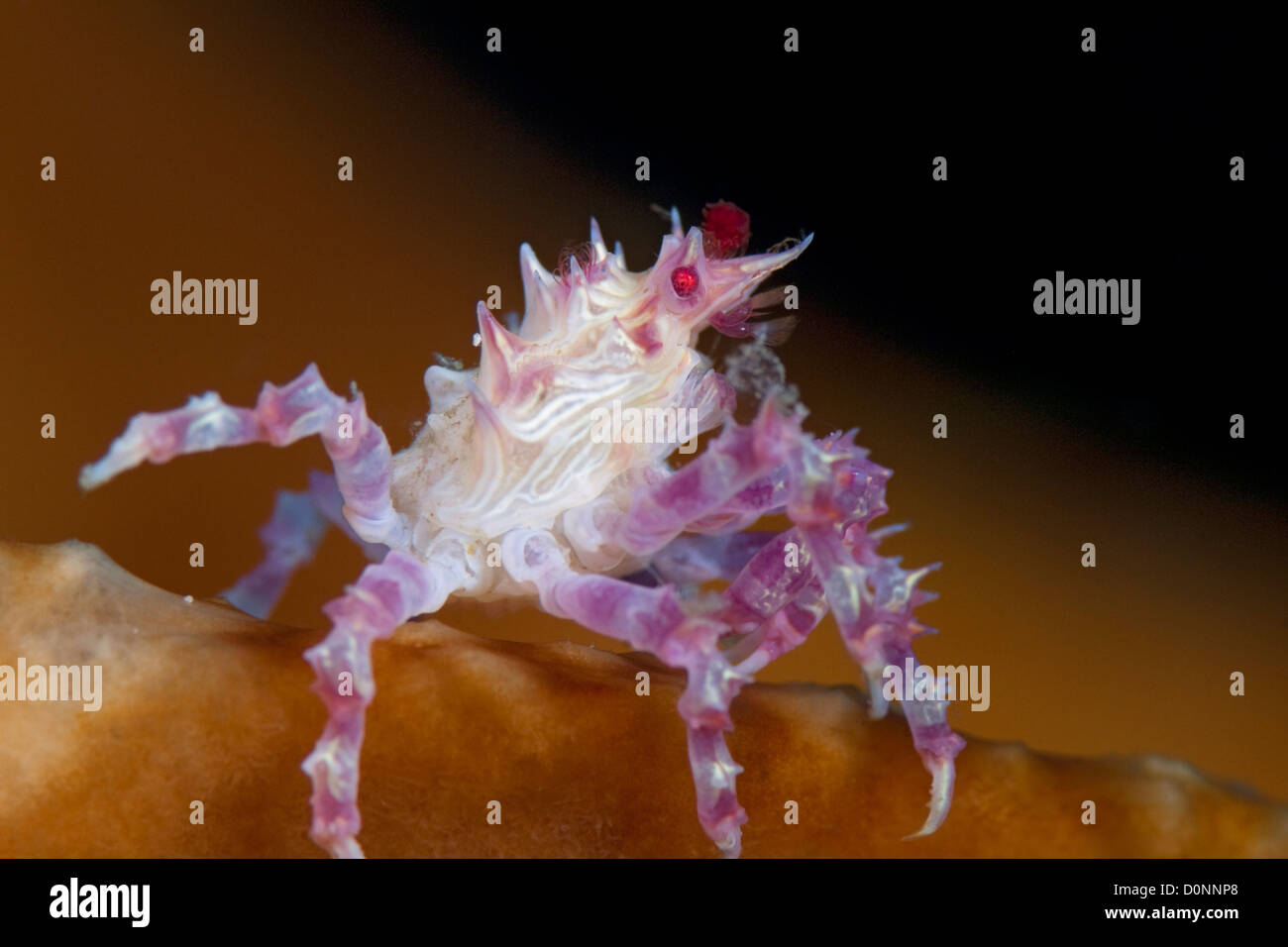 Soft Coral Spider Crab, Hoplophrys oatesii, Manado, Sulawesi, Indonesia ...