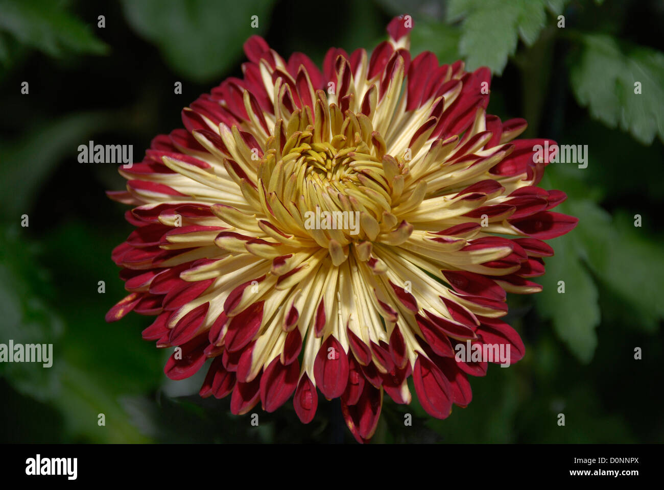 Spoon Chrysanthemum