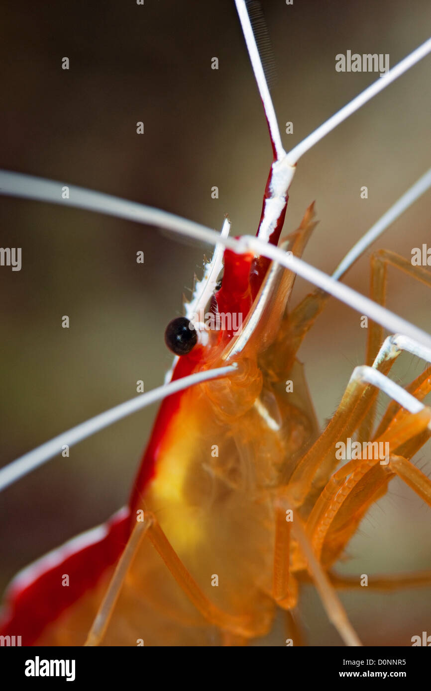 Red stripe shrimp hi-res stock photography and images - Alamy
