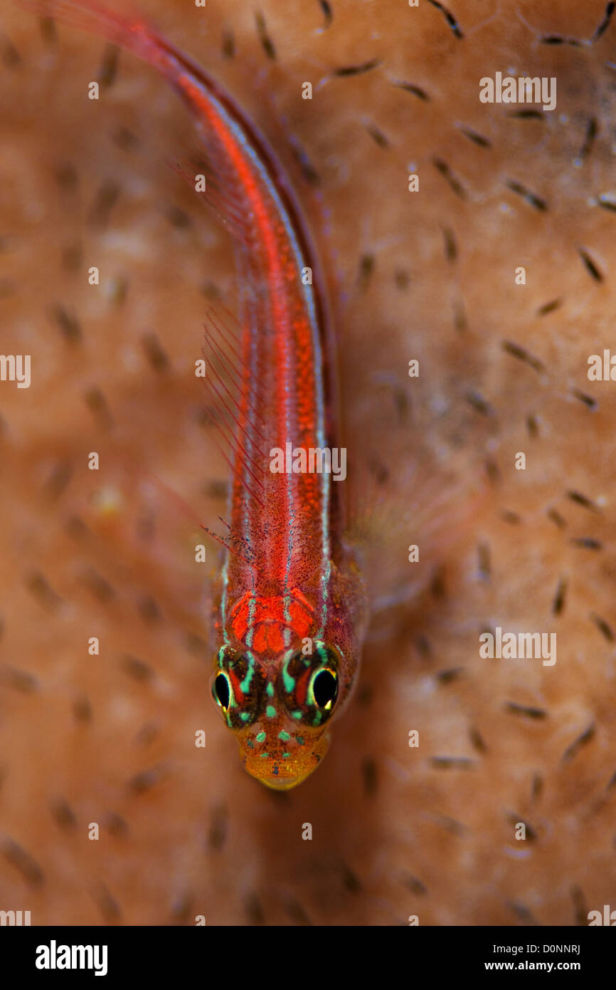 Helcogramma striatum fish hi-res stock photography and images - Alamy