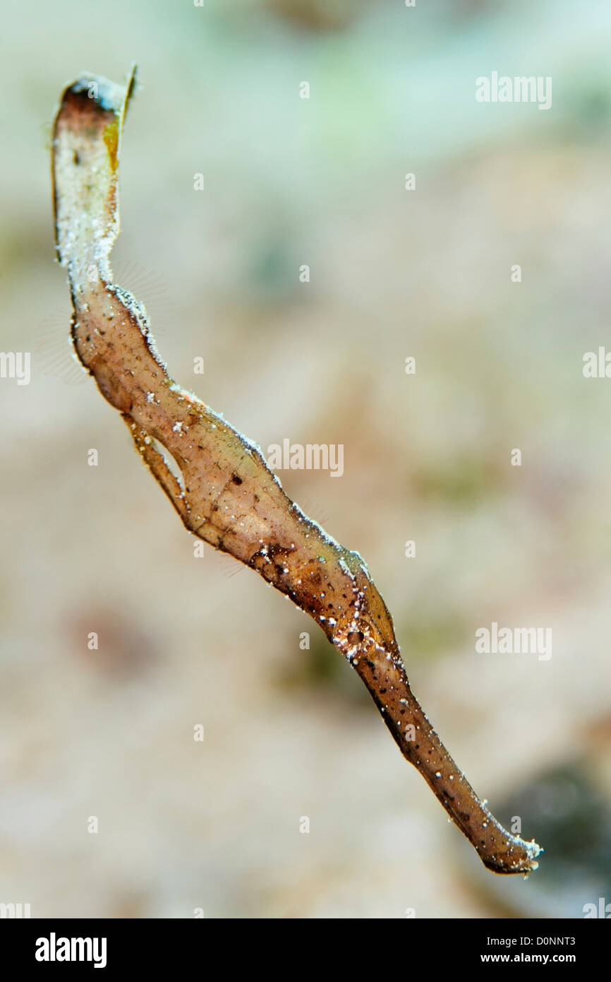 Robust Ghost Pipefish, Solenostomus cyanopterus, Manado, Sulawesi ...