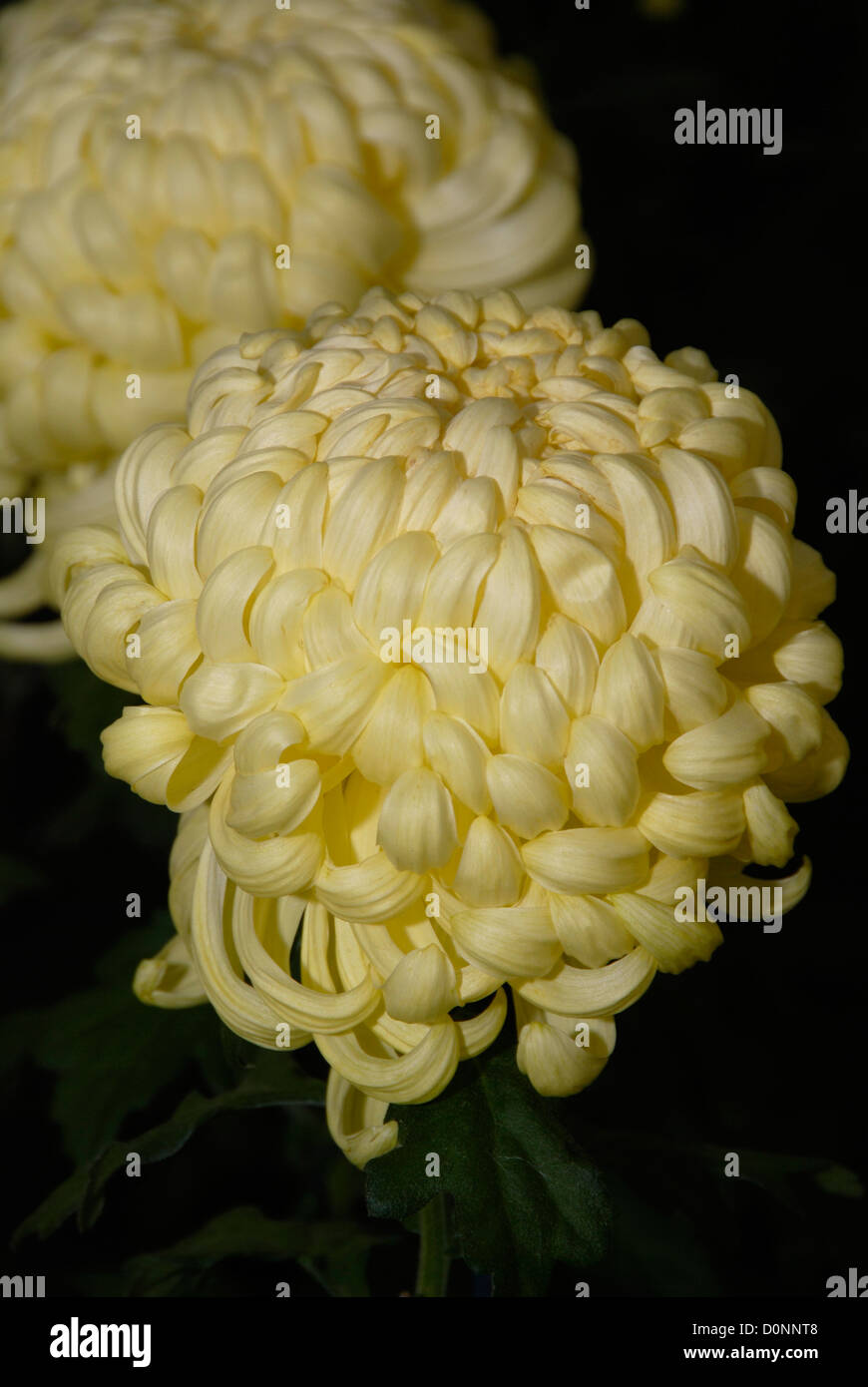 Giant chrysanthemums hi-res stock photography and images - Alamy