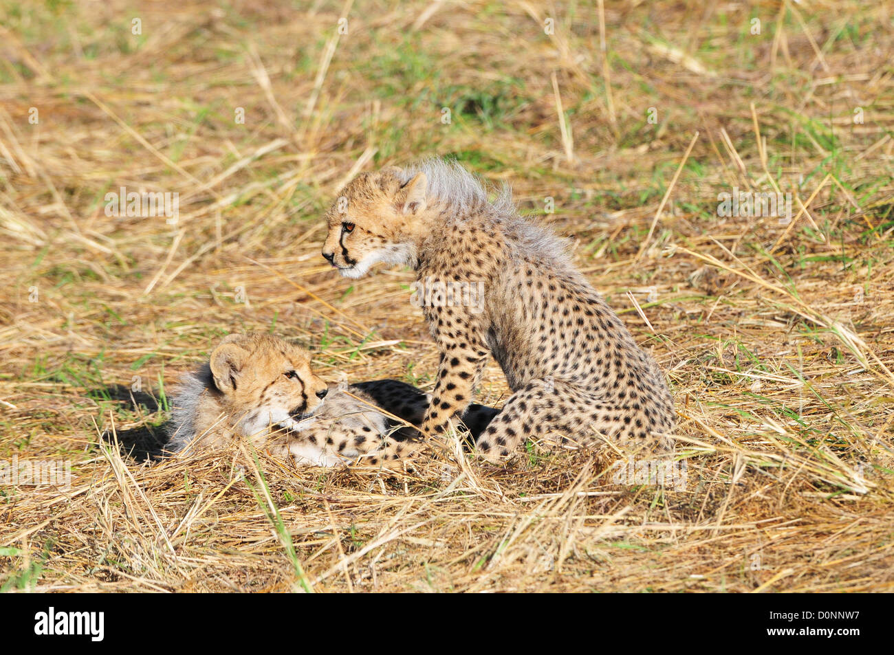 Baby cheetah cubs hi-res stock photography and images - Alamy