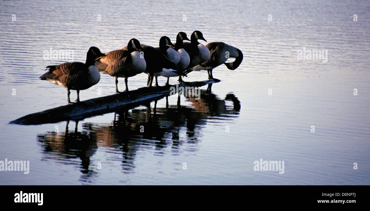 Canada Geese Loafing on a Log Stock Photo - Alamy
