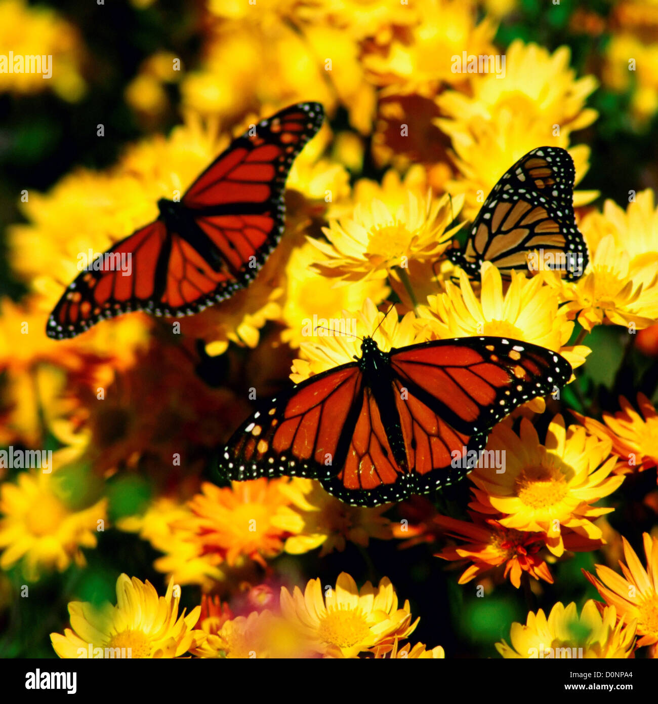 Monarch Butterflies on Summer Flowers Stock Photo - Alamy