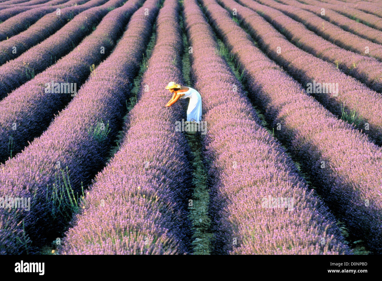 Woman Picking Lavender Stock Photo - Alamy