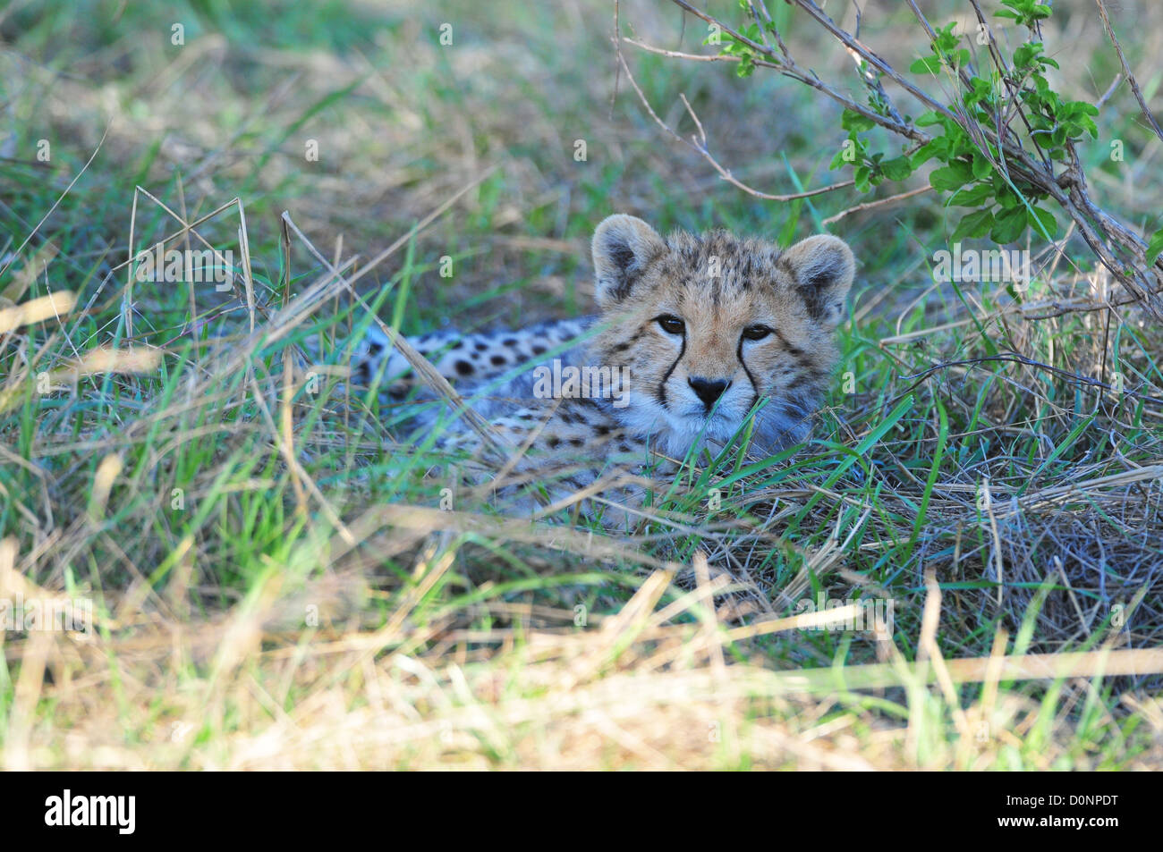 Safari cheetah hi-res stock photography and images - Alamy