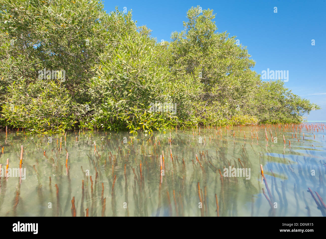 Large white mangrove trees in a tropical lagoon with roots sticking out ...