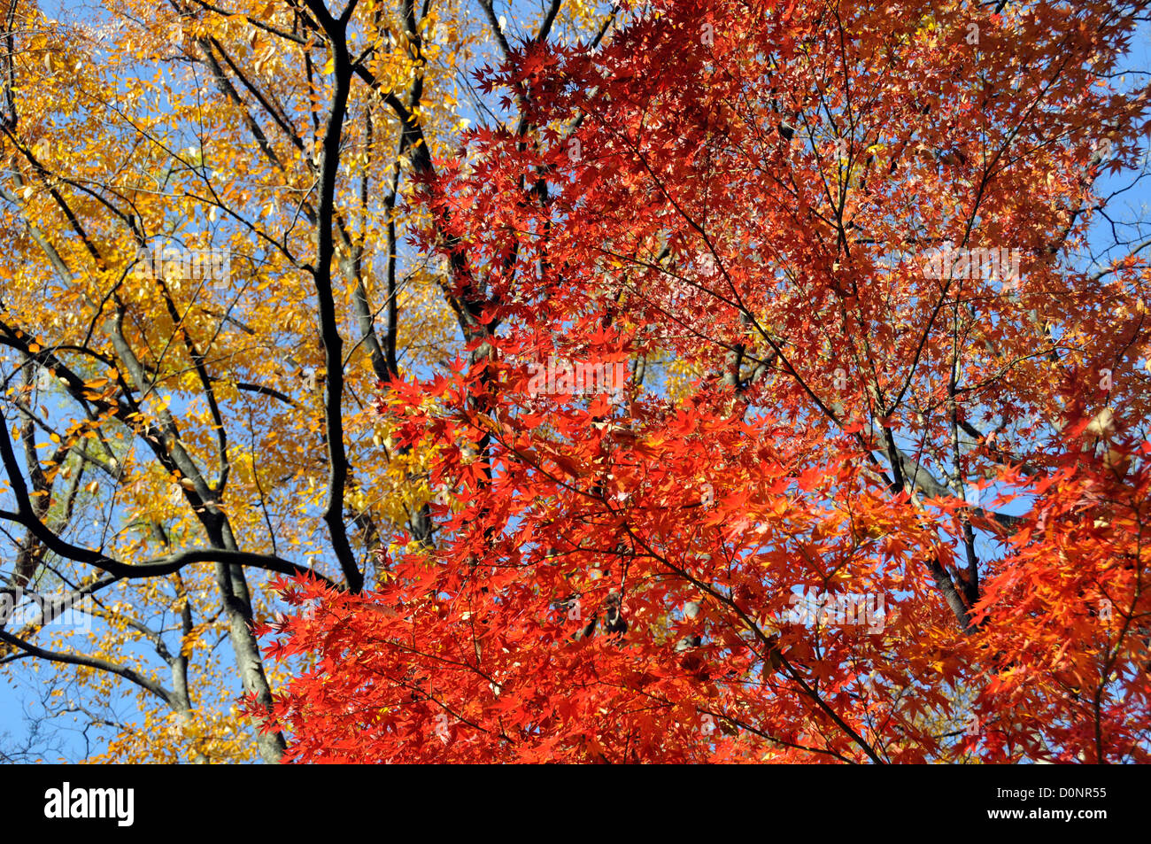Autumn foliage, Nagano, Japan Stock Photo - Alamy
