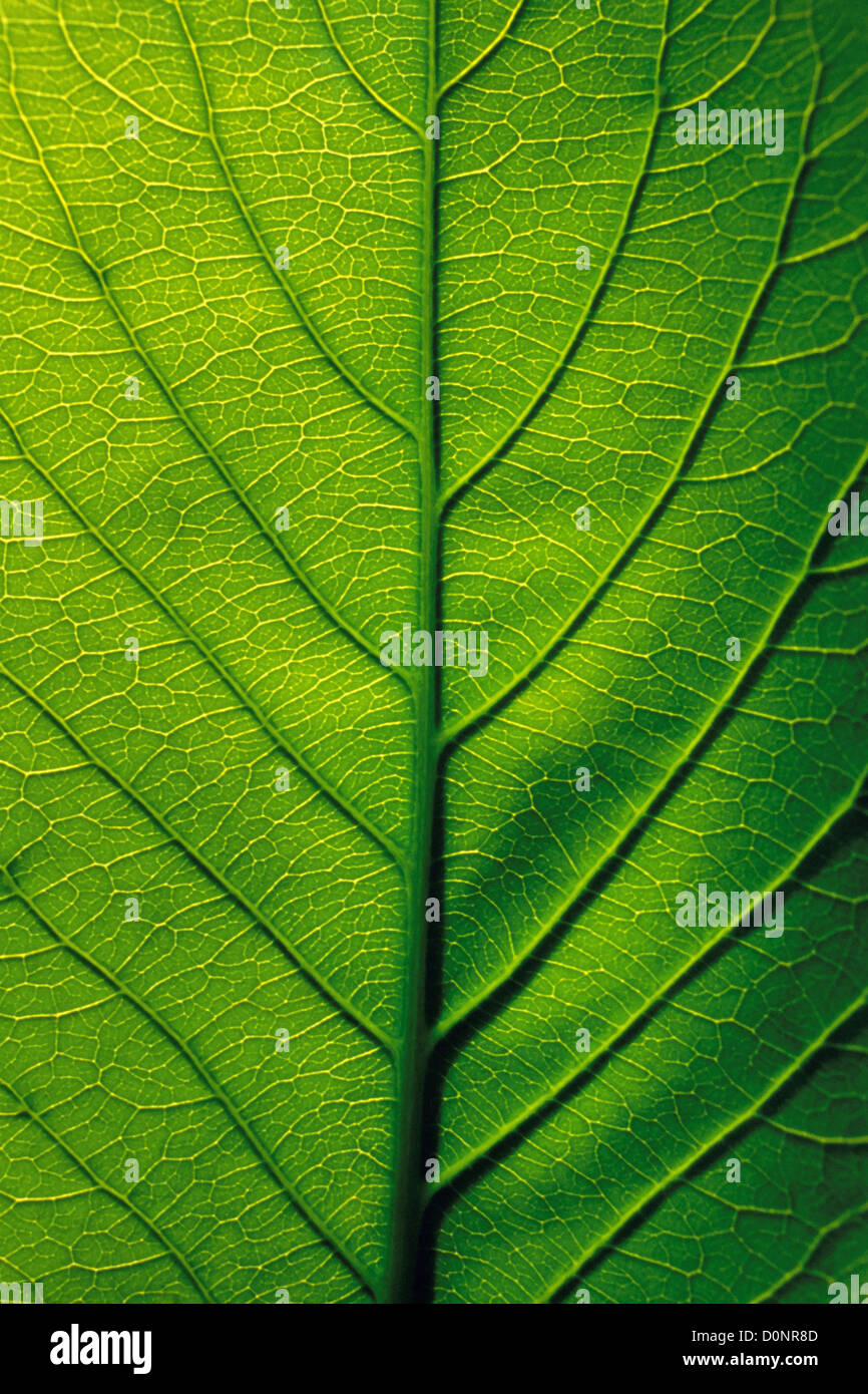 Tropical Leaf, Close-Up Stock Photo - Alamy
