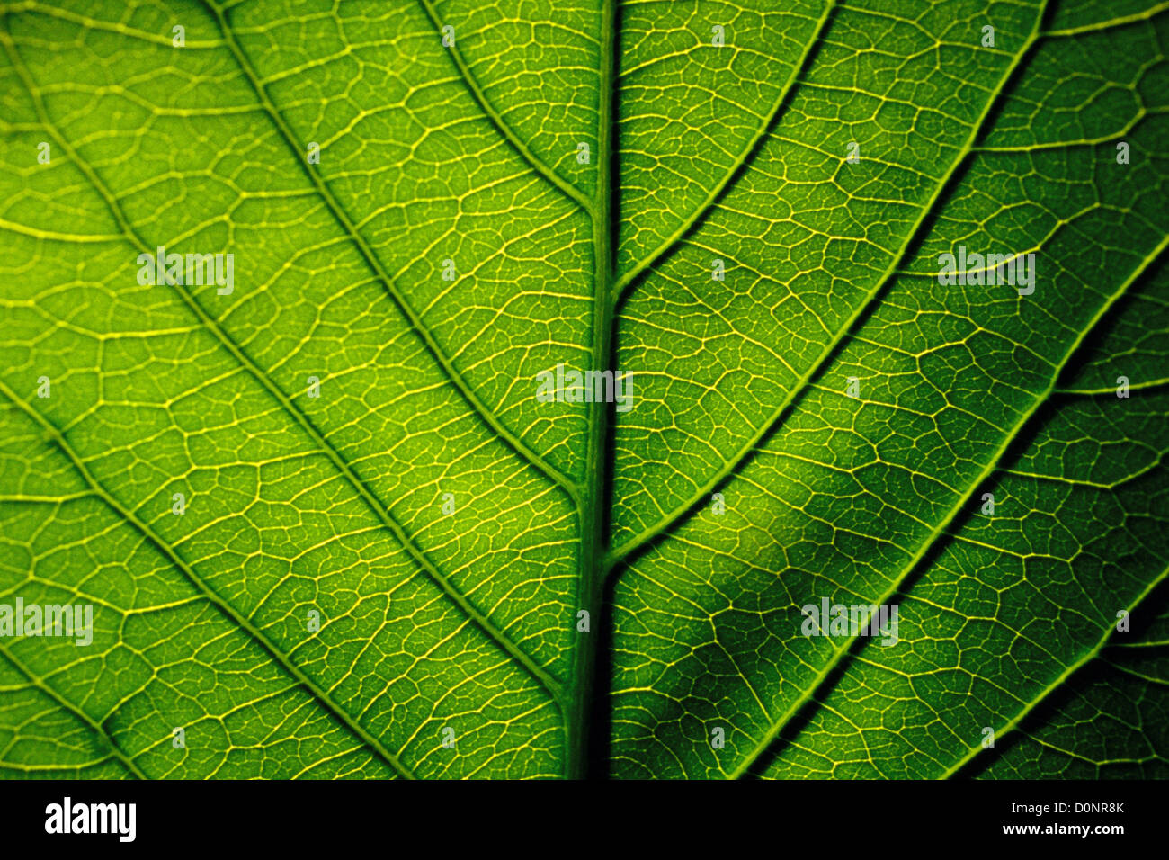 Tropical Leaf, Close-Up Stock Photo - Alamy