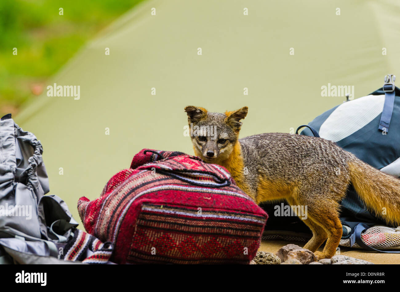 Island Fox and camping gear at Scorpion Campground, Santa Cruz Island ...