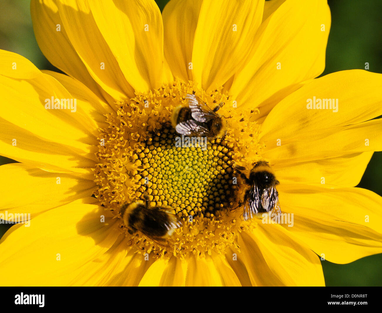 Honey Bees Gather Nectar on Bright Yellow Sunflower Stock Photo - Alamy