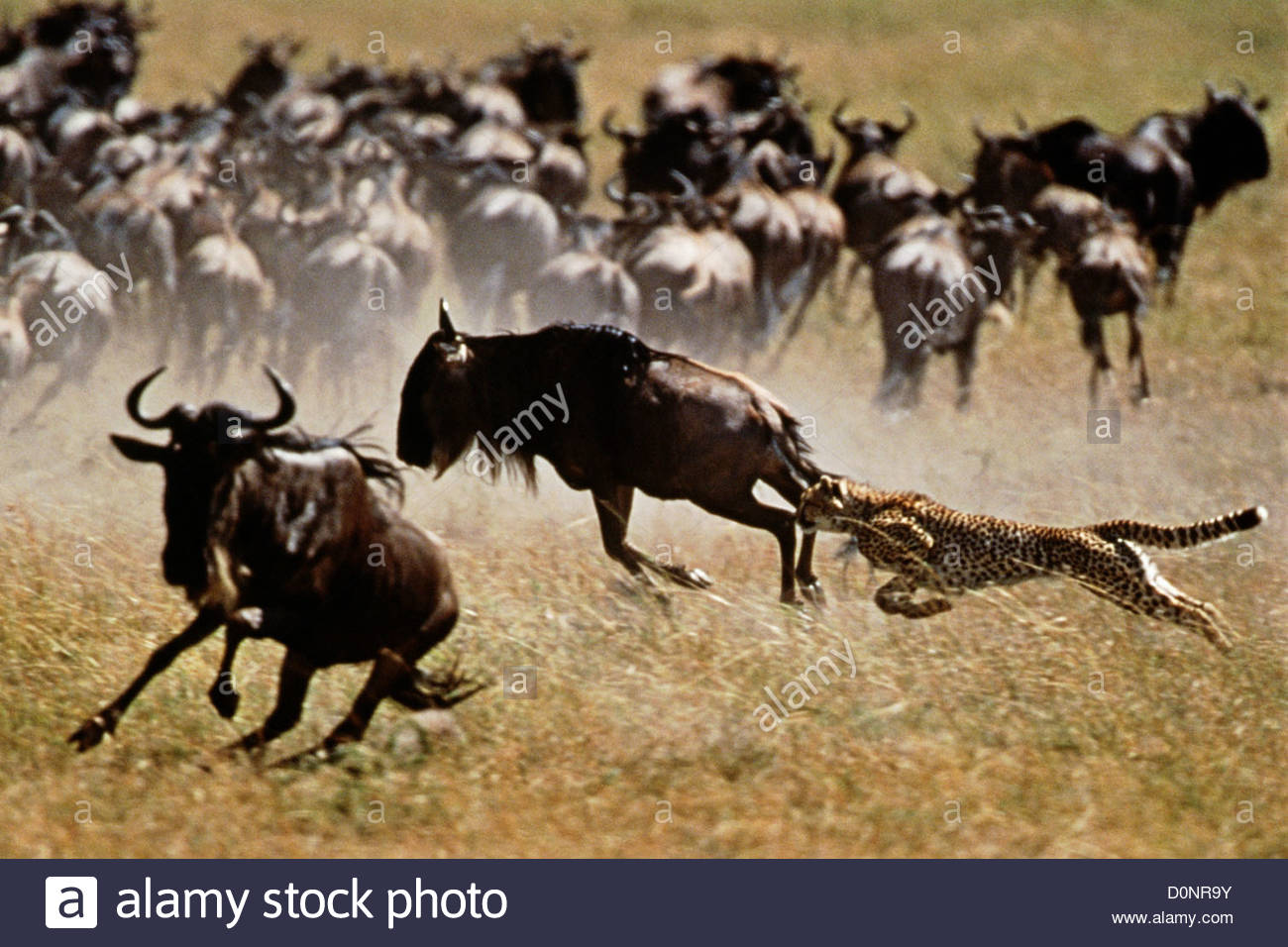 Cheetah Chase A Wildebeest Stock Photos & Cheetah Chase A Wildebeest ...