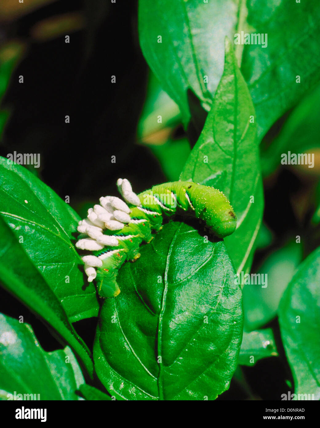Tomato Hornworm with Wasp Parasites Stock Photo - Alamy