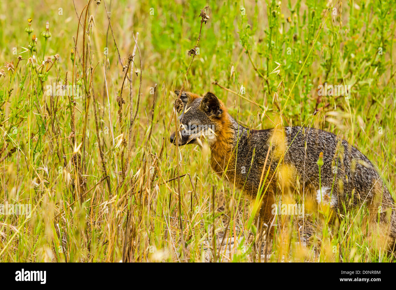 Island Fox at Scorpion Ranch, Santa Cruz Island, Channel Islands ...