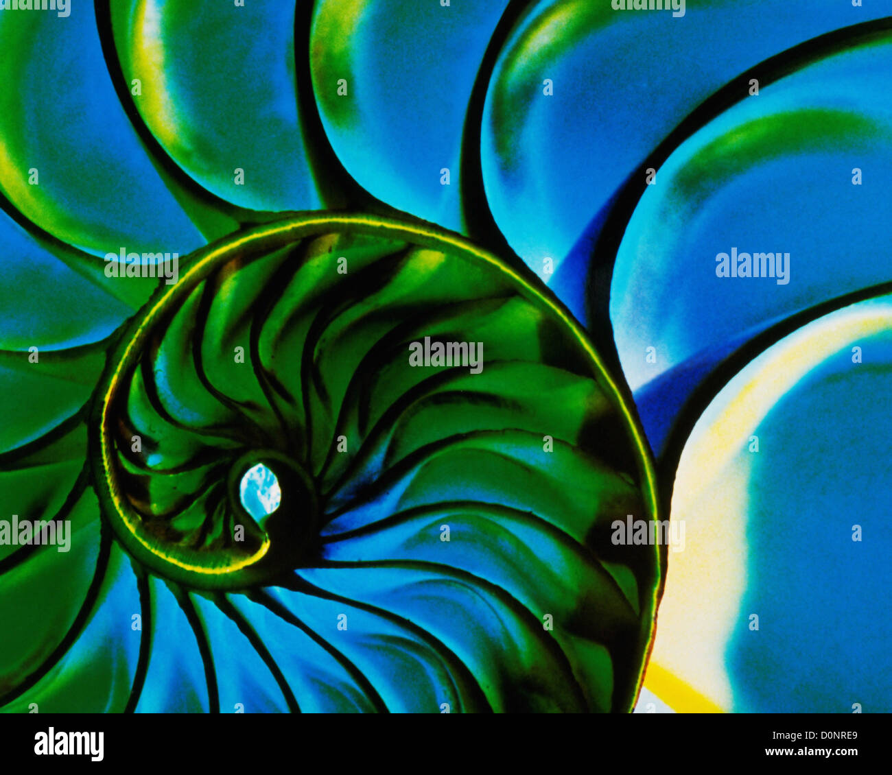 Chambered nautilus shell hi-res stock photography and images - Alamy