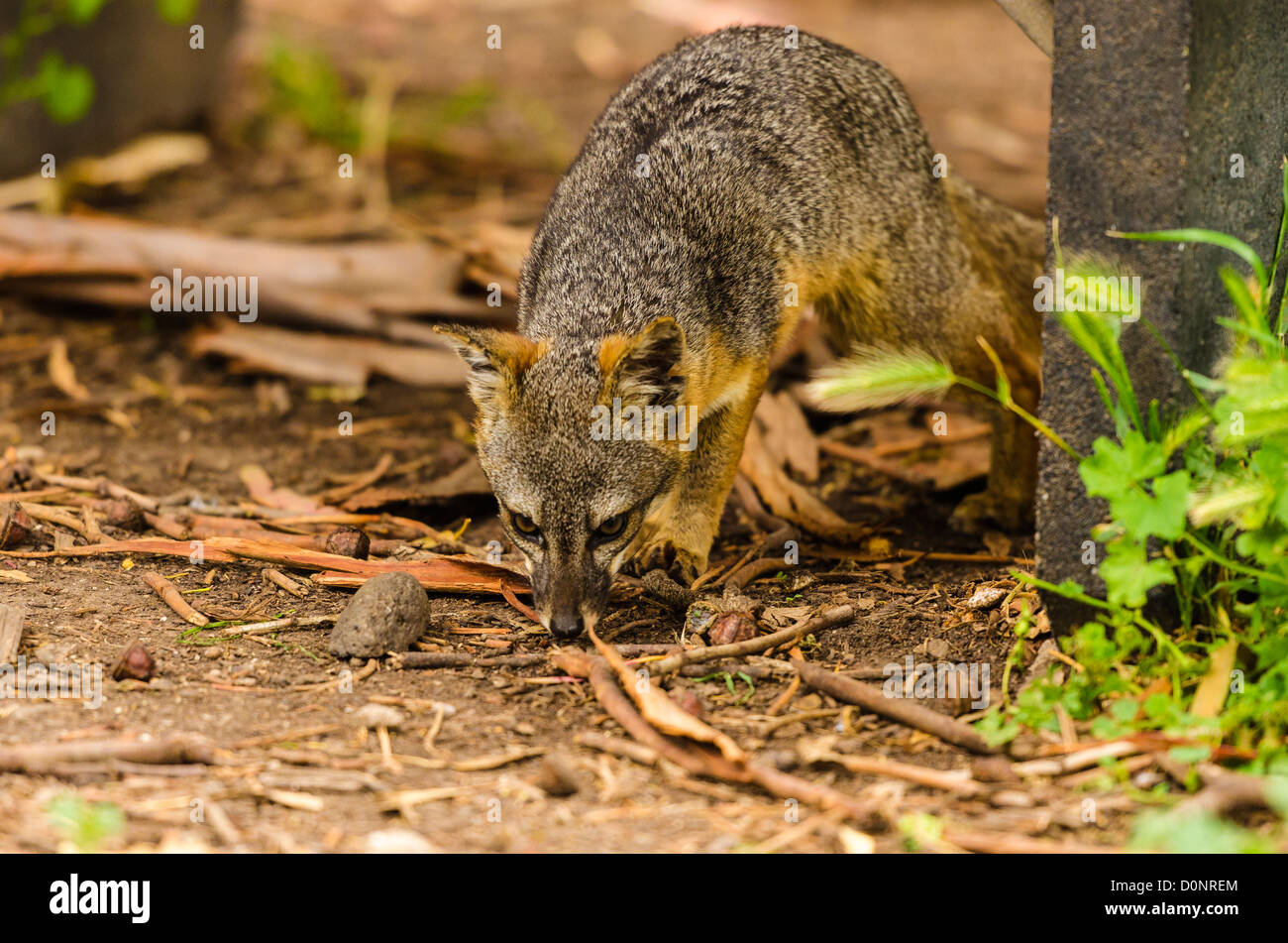Island Fox at Scorpion Ranch, Santa Cruz Island, Channel Islands ...