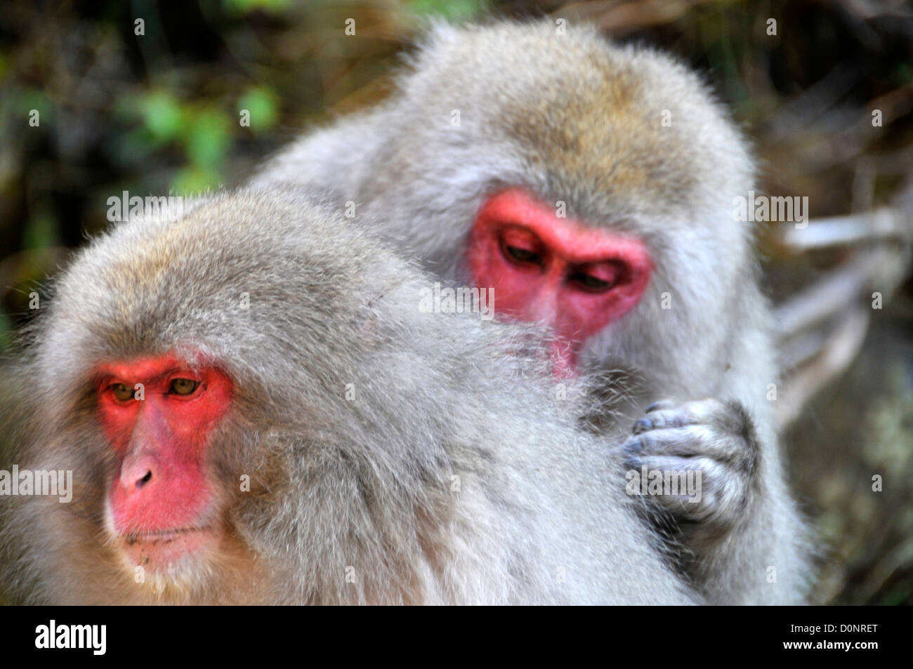 Macaques japan hi-res stock photography and images - Alamy