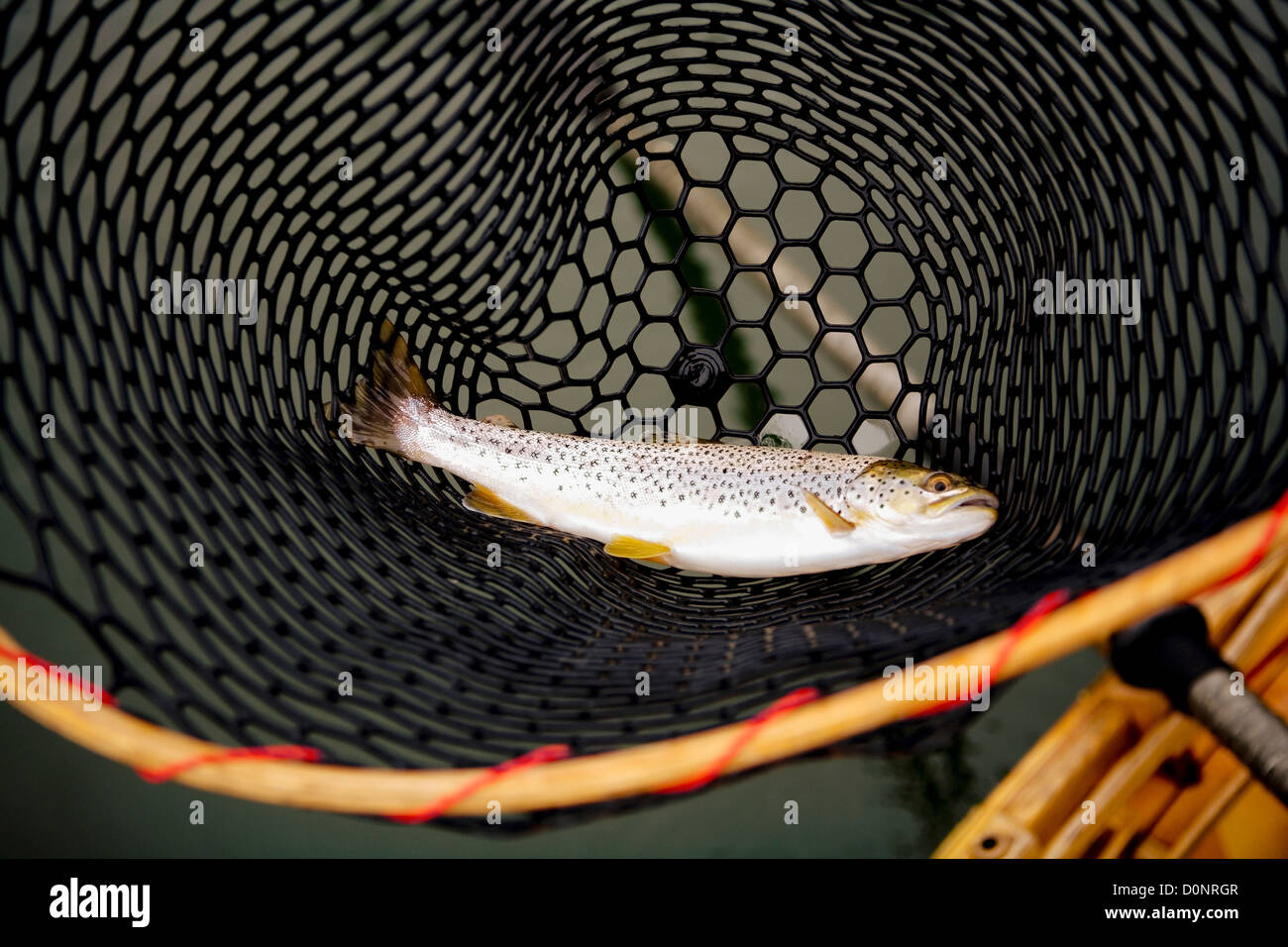 Fish in Net Stock Photo - Alamy