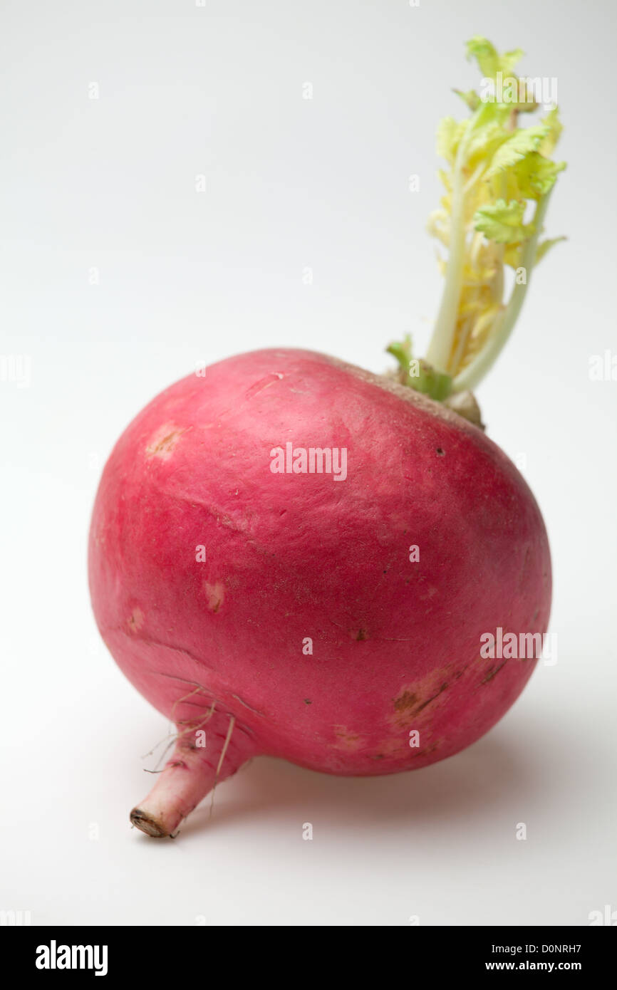 Radish root hi-res stock photography and images - Alamy