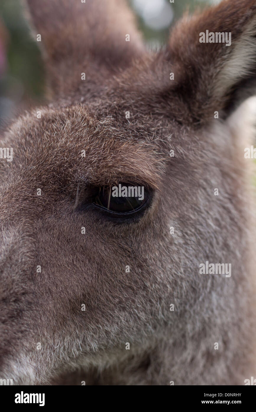 Side profile headshot of kangaroo Stock Photo - Alamy