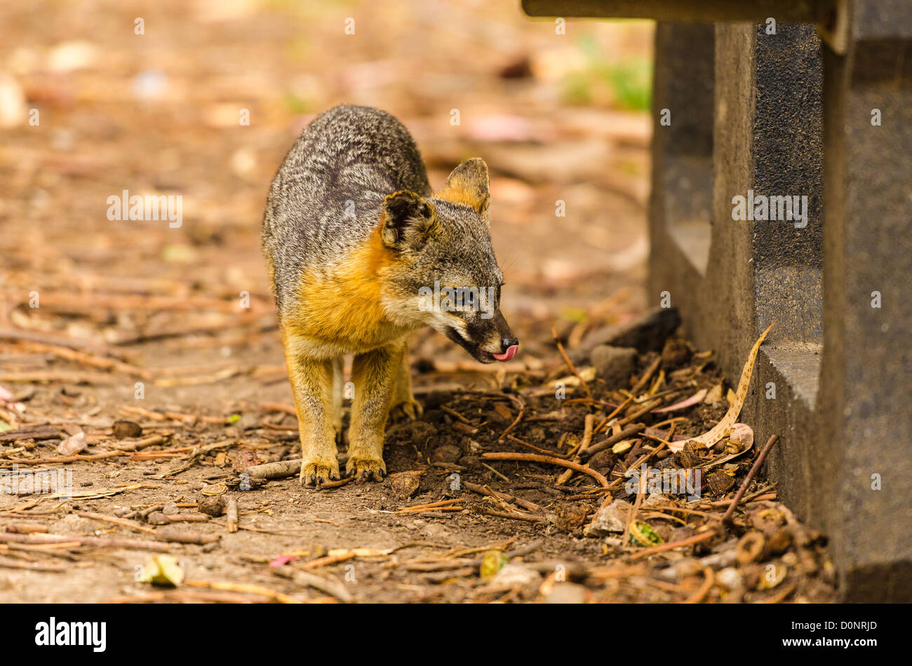Island Fox at Scorpion Ranch, Santa Cruz Island, Channel Islands ...