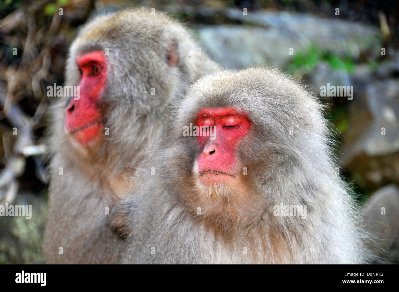 Japanese macaques Macaca fuscata Jigokudani Monkey Park Joshinetsu ...